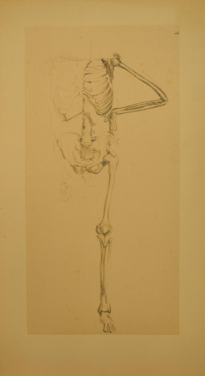 Skeleton Study - Aratoi, Wairarapa Museum of Art and History