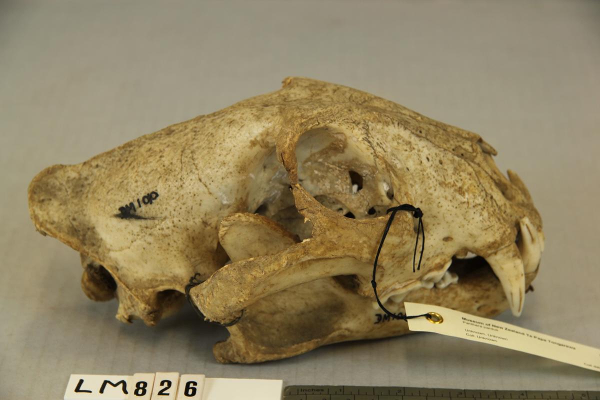 Leopard skull - Aratoi, Wairarapa Museum of Art and History